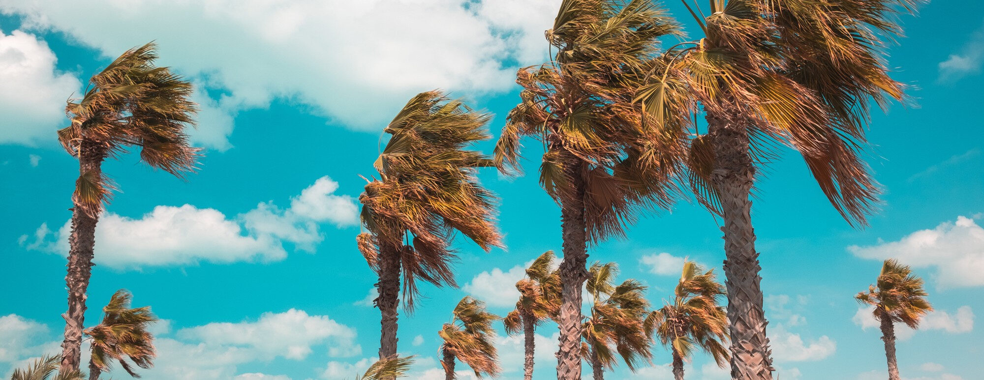 Tampa Hurricane Home Preparation 2025: The Ultimate 7-Step Checklist ...